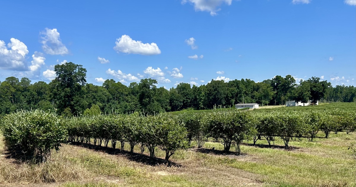 Diversification boosts growing blueberry farm - College of Liberal Arts ...